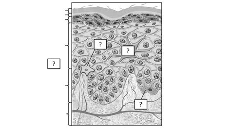 Picture Of Skin Diagram Quizlet