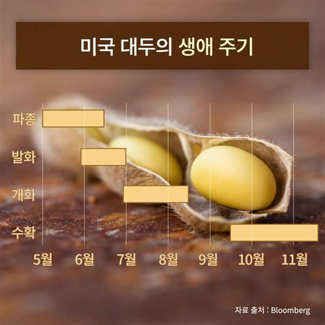 미국대두협회 대두는 최소 100일 만에 처음 씨앗을 뿌려서 수확하는 짧은 생애 주기를 가지고