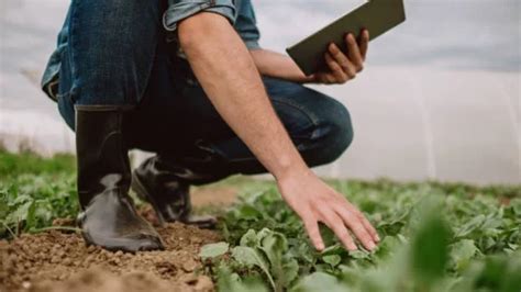 AI Driven Decision Support Systems Used In Agricultural Planning