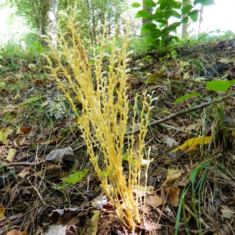 Beechdrops Project Noah