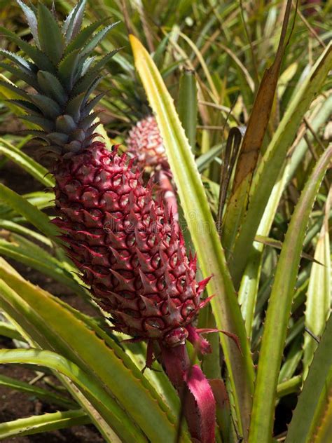 Red Pineapple Plant Stock Image Image Of Plant Flora 73887343