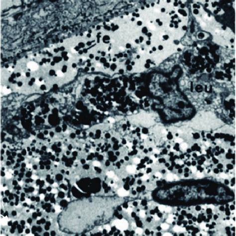 Connective Tissue Layer C In The Intestinal Wall Caecum Of E