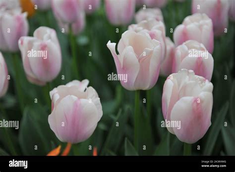 Pink And White Darwin Hybrid Tulips Tulipa Royal Pride Bloom In A