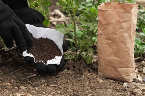 Cómo cultivar tus propias patatas Consejos de expertos para el cuidado