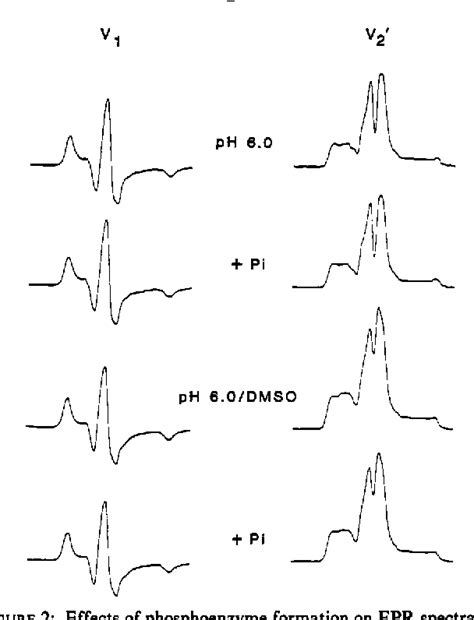 Figure 2 From Microsecond Rotational Dynamics Of Spin Labeled Ca Atpase