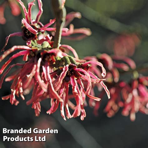 Hamamelis X Intermedia Ruby Glow Suttons