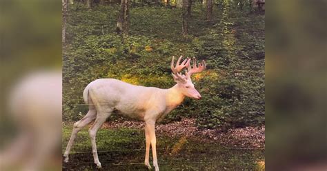 Wisconsin Community Remembers Life Of 15 Year Old Albino Deer Known As