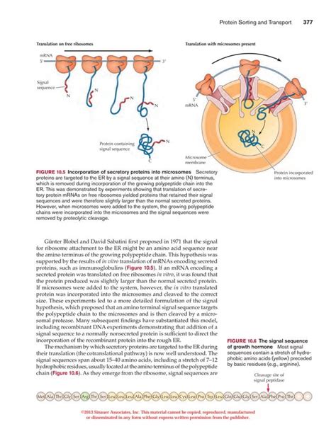 Protein Sorting And Transport Pdf