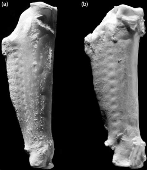 Figure 9 From Tertiary Plotopterids Aves Plotopteridae And A Novel