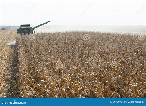 Harvesting Of Corn Field With Combine Stock Image Image Of Cultivated