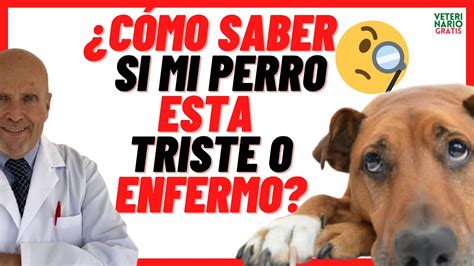 Cómo identificar si tu perro está deprimido y cómo brindarle apoyo Piensos Ibarra Web para