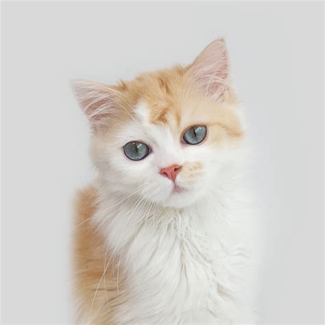 원더캣 고양이 감성 디자인 라이프스타일 브랜드