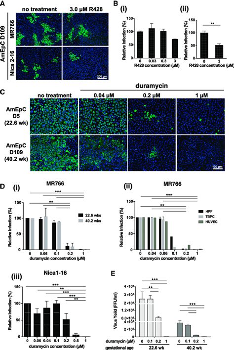 Axl And Tim1 Inhibitors Block Zikv Infection Differentially In Primary