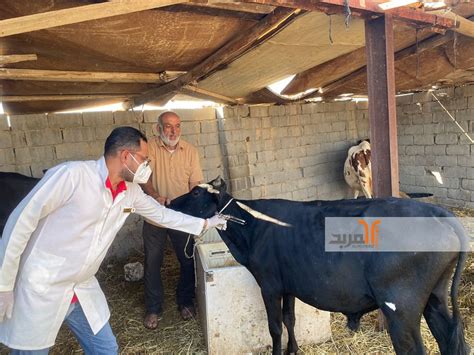 ذي قار تلقيح 485 ألف رأس من الأبقار والجاموس والأغنام والماعز ضد مرض