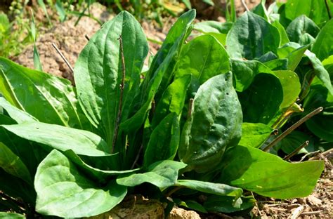 Подорожник большой (Plantago major) | Лекарственные растения.