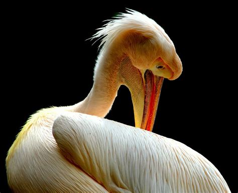 Wallpaper Nature Bird Wing Animal Pelican Seabird Beak Free