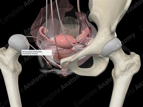 Peritoneum Of Bladder Complete Anatomy
