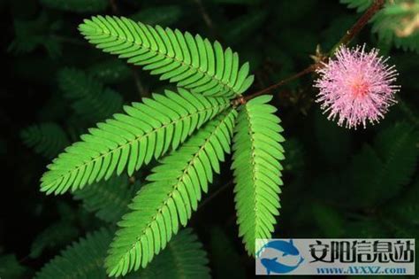 含羞草為什麼會害羞含羞草會不會開花 每日頭條