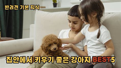 집안에서 키우기 좋은 강아지 Best 5 Youtube