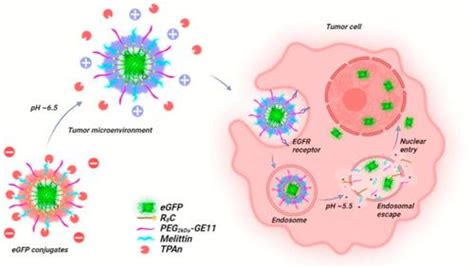 受体靶向双 Ph 触发细胞内蛋白质转移 Acs Biomaterials Science And Engineering X Mol