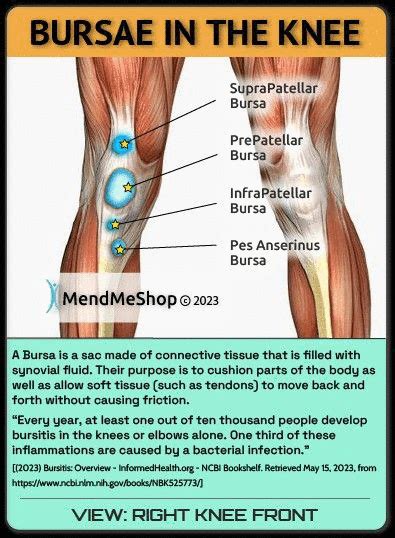 Best 12 Gastrocnemius Muscle With Leg And Ankle Anatomical Structure