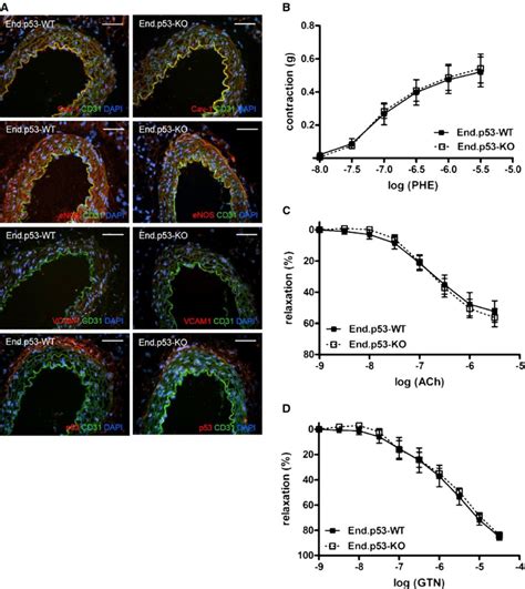Vascular Function Analysis In Endothelial P53 Wildtype And Knockout