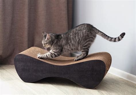 10 Common Cat Behavioral Problems You Should Know About