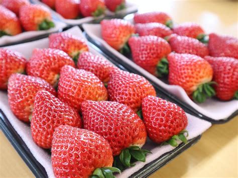 【完熟・食べ比べ】あまりん Vs 農場長おすすめ品種！【いちご食べ比べ】：埼玉県産の紅ほっぺ｜食べチョク｜産地直送産直お取り寄せ通販