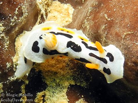 Michaels Chromodoris Project Noah