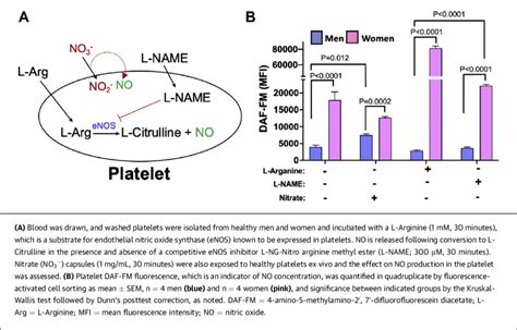 Platelet No Production Is More Pronounced In Women Download Scientific Diagram