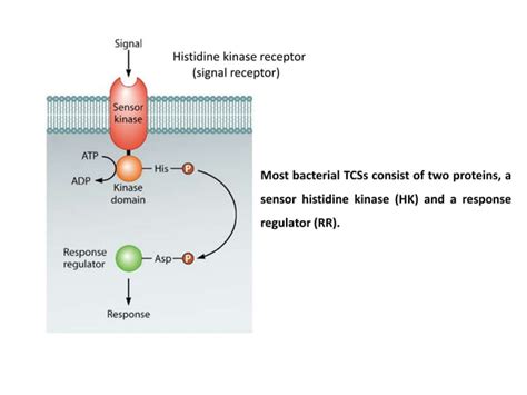Bacterial Two Component Ppt