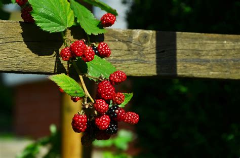 Free Images Tree Branch Fruit Berry Leaf Flower Ripe Food Red