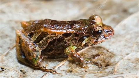 Shape Shifting Mutable Frog Stock Video Clip K007 2716 Science Photo Library