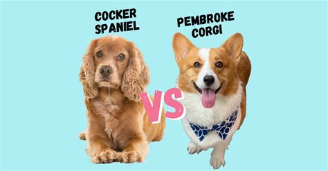Corgi Vs Cocker Spaniel Which Breed Is Right For You