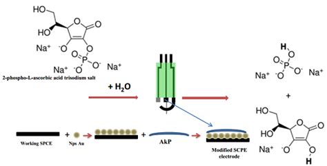 Sensors Special Issue Amperometric Biosensors
