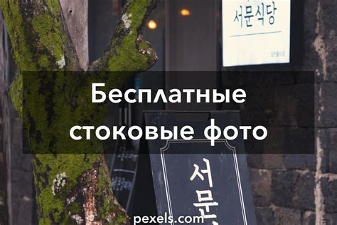 Лучшие фото по запросу «무료 자연 배경화면 · Скачивайте совершенно бесплатно · Стоковые фото Pexels