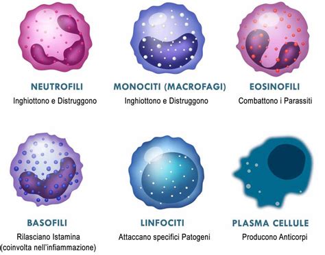 Monociti Bassi Funzioni Cause Sintomi Come Aumentarli X115®