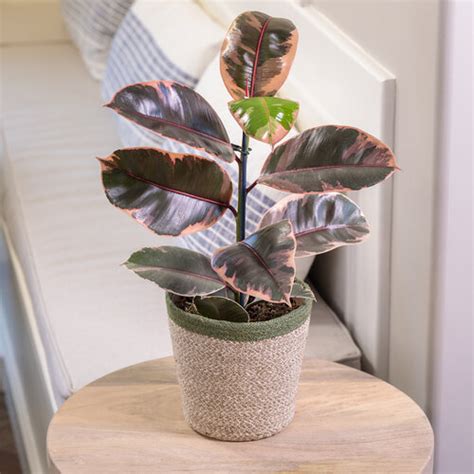 Ficus Care Guide How To Grow Ficus Houseplants Indoors
