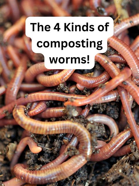 The 4 Different Types Of Composting Worms Sd Microbes