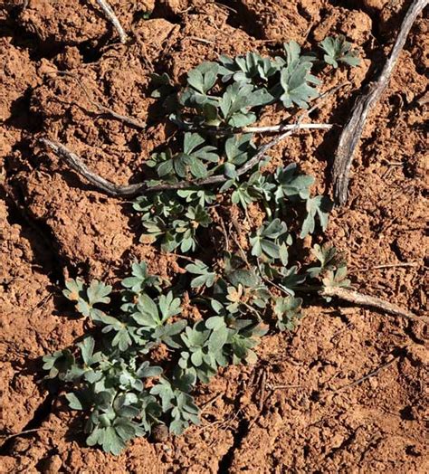 Southwest Colorado Wildflowers Delphinium Scaposum
