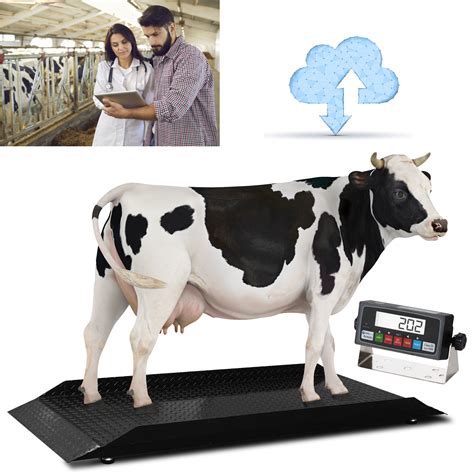 Best Cattle Weight Scale Cattle Scale Platform Bizautom