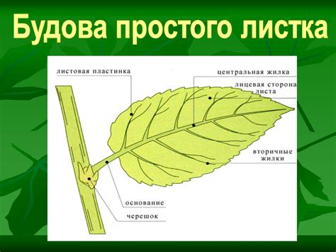 Презентація на тему Листок — презентації з біології Gdz4you