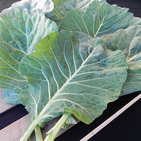 Collard Top Bunch 2 0 F1 Untreated Seeds Osborne Hybrid Farm Seed Supplier