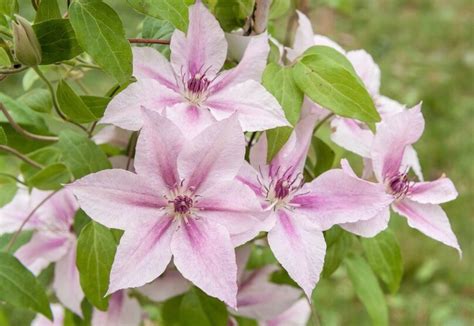 Clematis Pink Fantasy Late Large Flowered Clematis