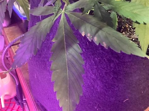 Nutrient Deficiency The Autoflower Network