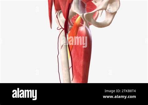 The Adductor Brevis Is A Muscle In The Thigh Situated Immediately Deep To The Pectineus And