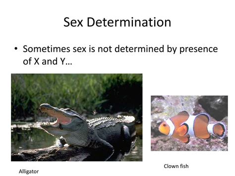 PPT Chromosome Theory PowerPoint Presentation Free Download ID 1930791