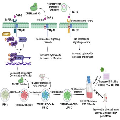 Disruption Of Tgf β Signaling Pathway Is Required To Mediate Effective