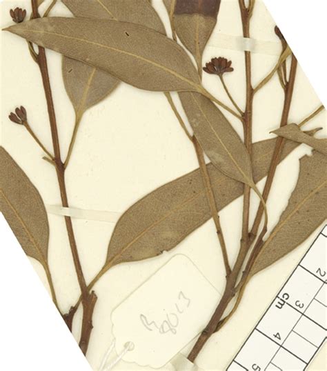 Eucalyptus Angularis