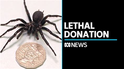 Largest Ever Male Funnel Web Spider Donated For Research Abc News